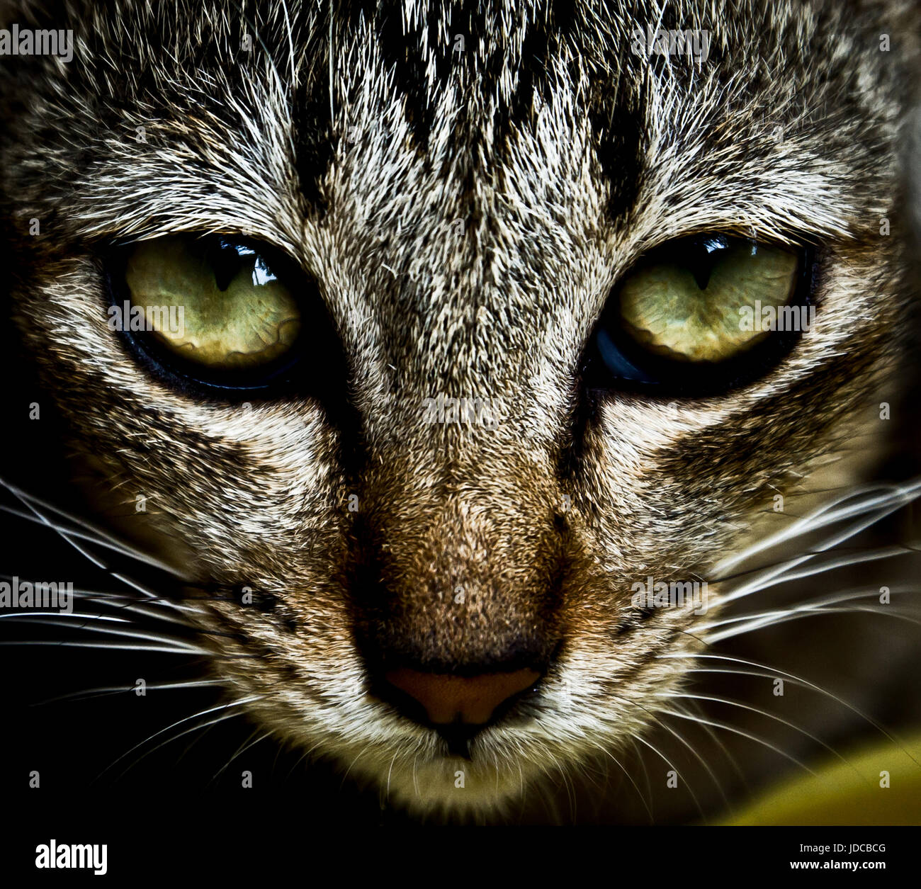 high contrast cat face with beautiful eyes Stock Photo - Alamy
