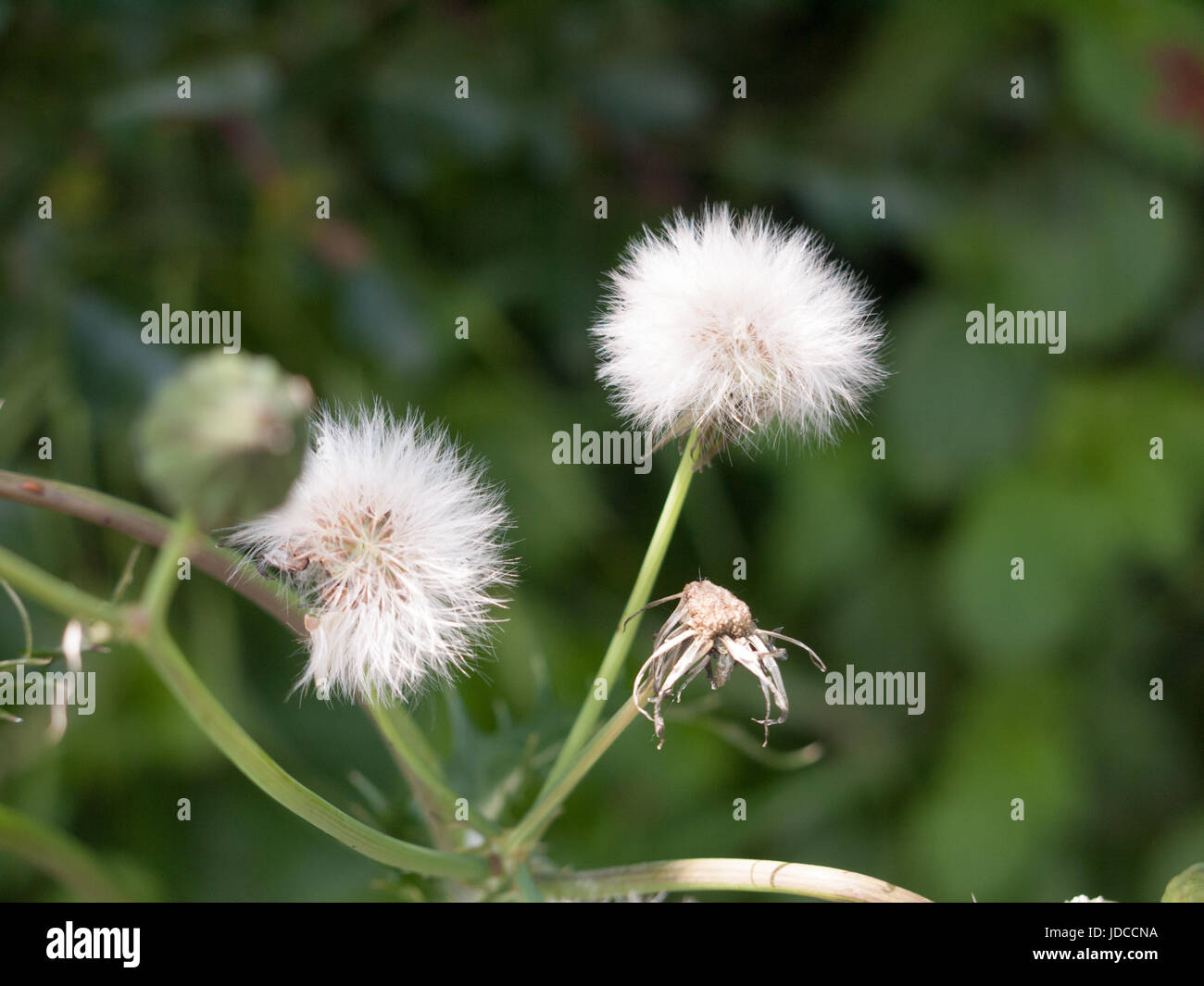 clear white dandelion flower head in grass isolated england uk Stock ...