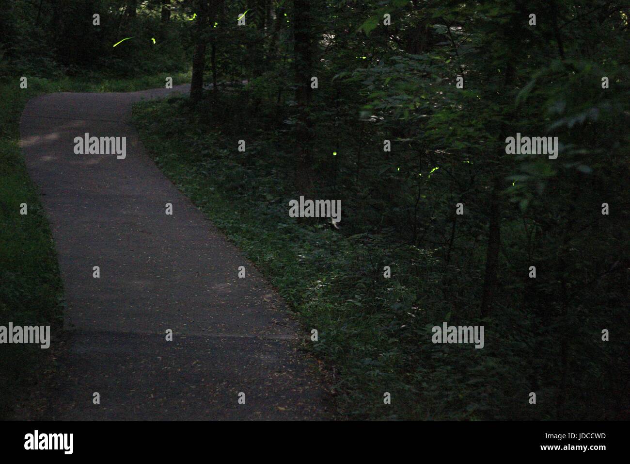 Captured fireflies hi-res stock photography and images - Alamy