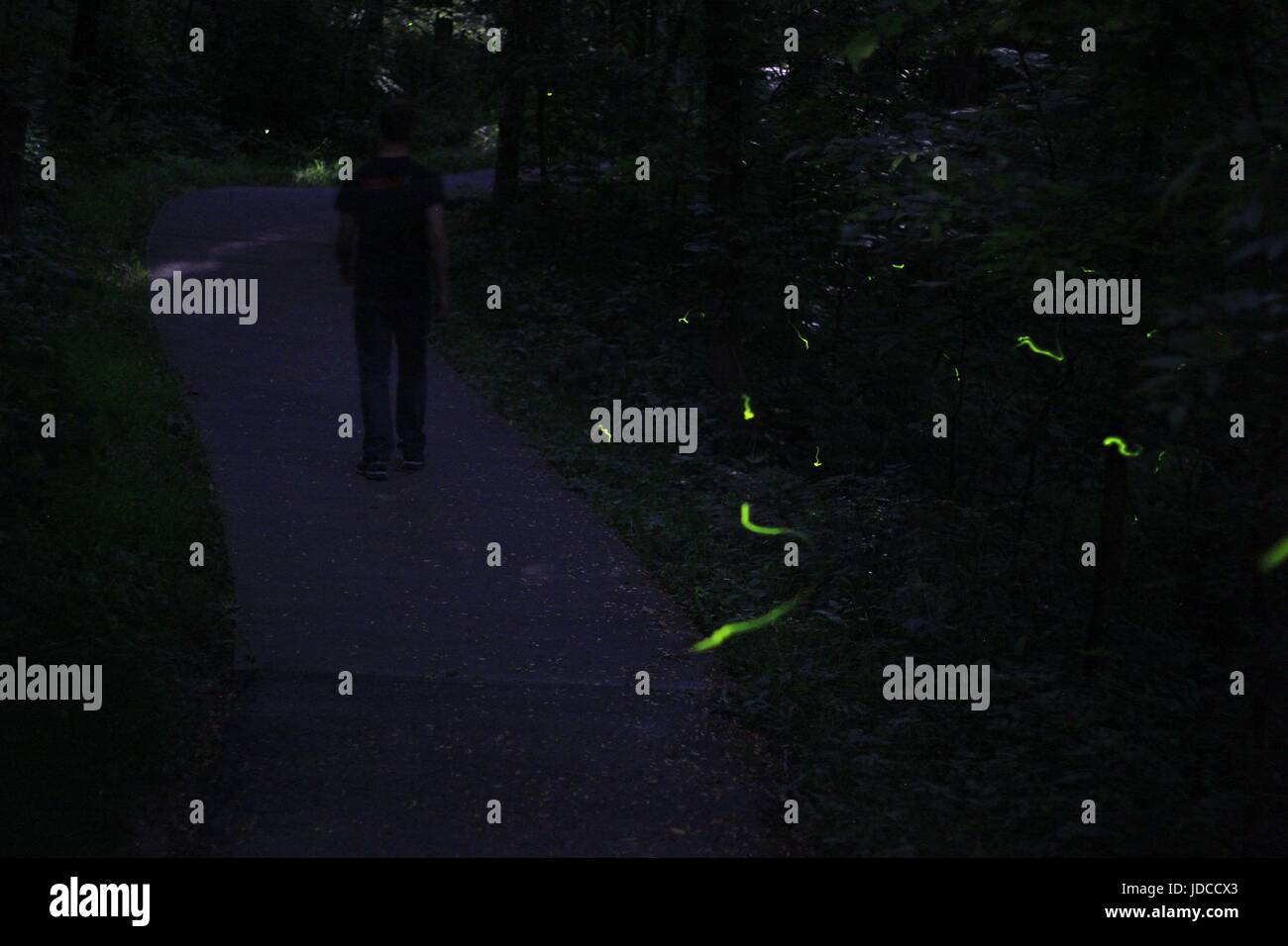 Fireflies captured at the Runge Nature Center in Jefferson City, MO ...