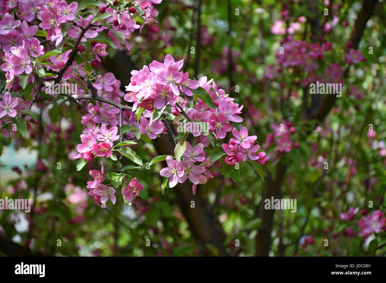 Crabapple flowers pink color in spring morning Stock Photo - Alamy