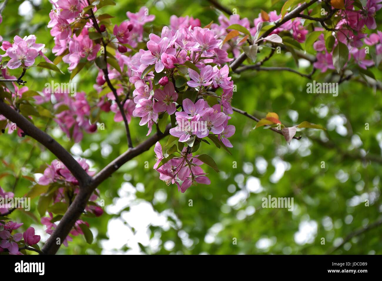 Crabapple flowers pink color in spring morning Stock Photo - Alamy