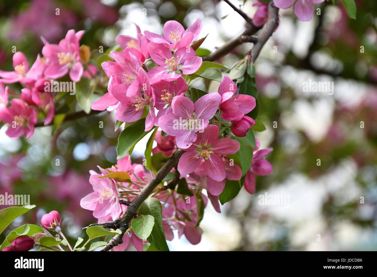 Crabapple flowers pink color in spring morning Stock Photo - Alamy