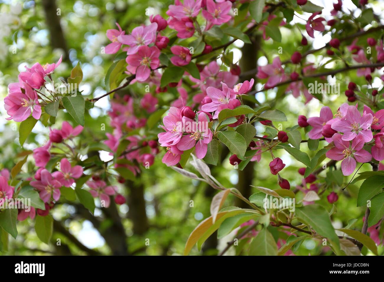 Crabapple flowers pink color in spring morning Stock Photo - Alamy