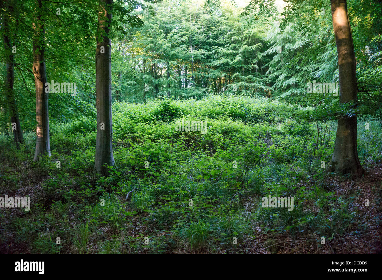 Waltham Down Bronze Age barrow cemetery in the South Downs National ...
