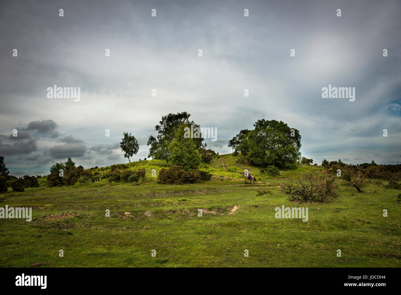 Bronze Age barrow cemetery on Stagsbury Hill in the New Forest reused ...