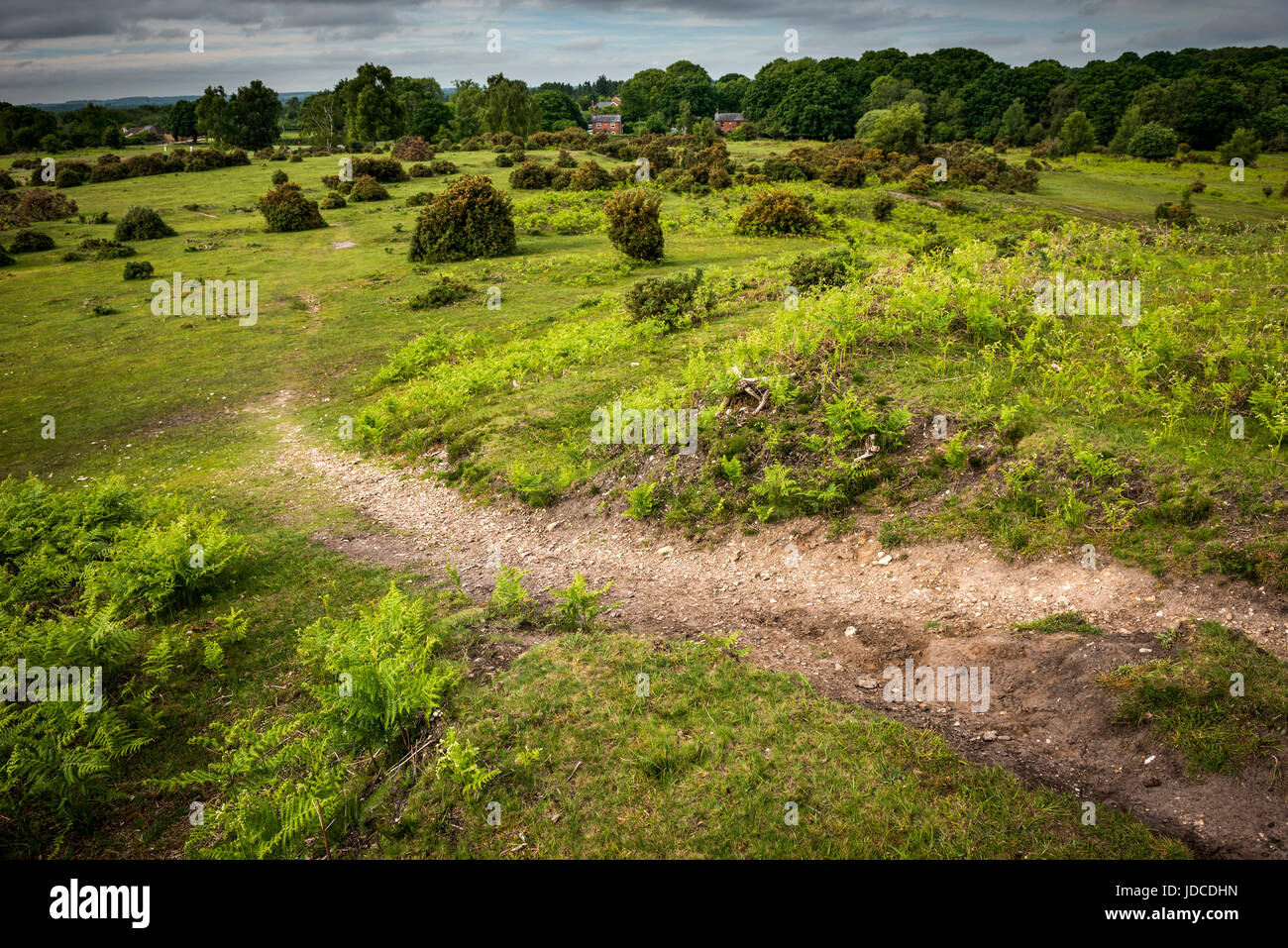 Bronze Age barrow cemetery on Stagsbury Hill in the New Forest reused ...