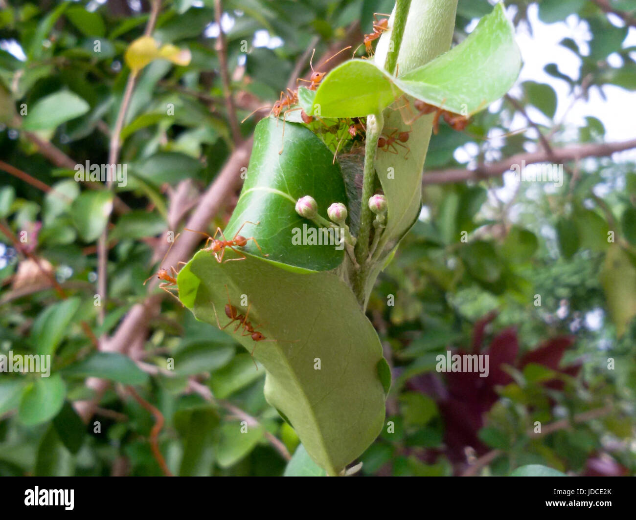 Ants teamwork hi-res stock photography and images - Alamy