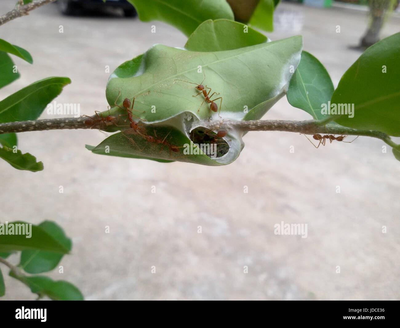 Ants teamwork hi-res stock photography and images - Alamy