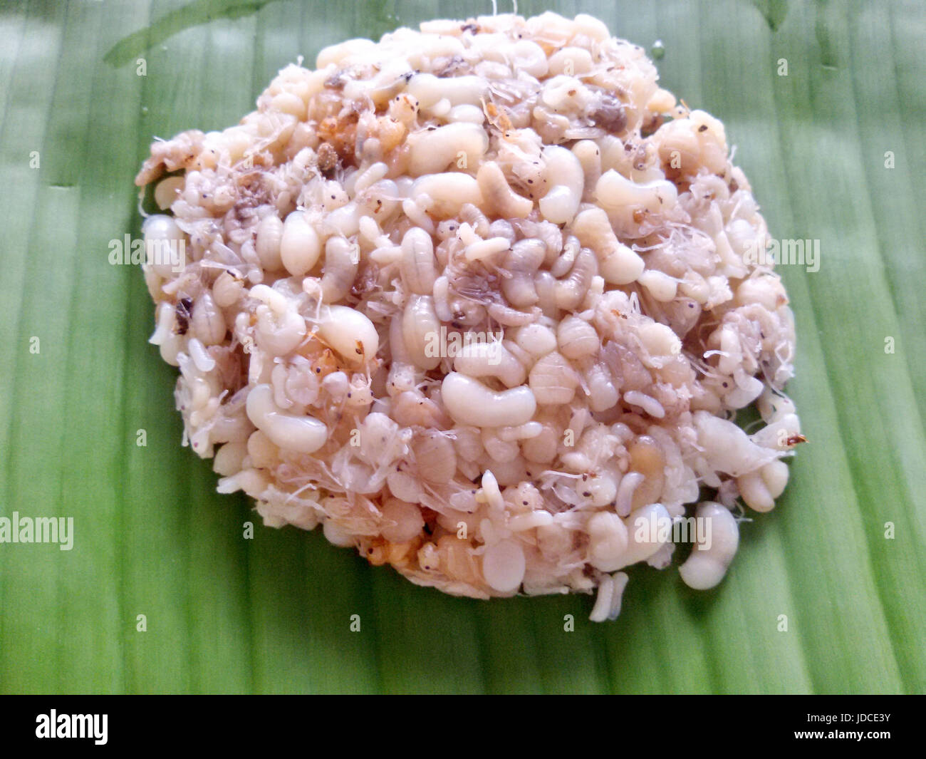 Ants egg on banana leaf. Weird food concept traditional food local ...