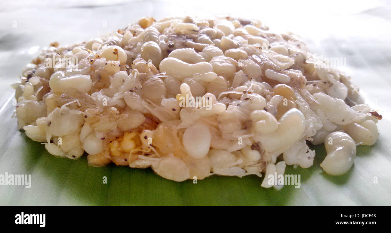 Ants egg on banana leaf. Weird food concept traditional food local ...