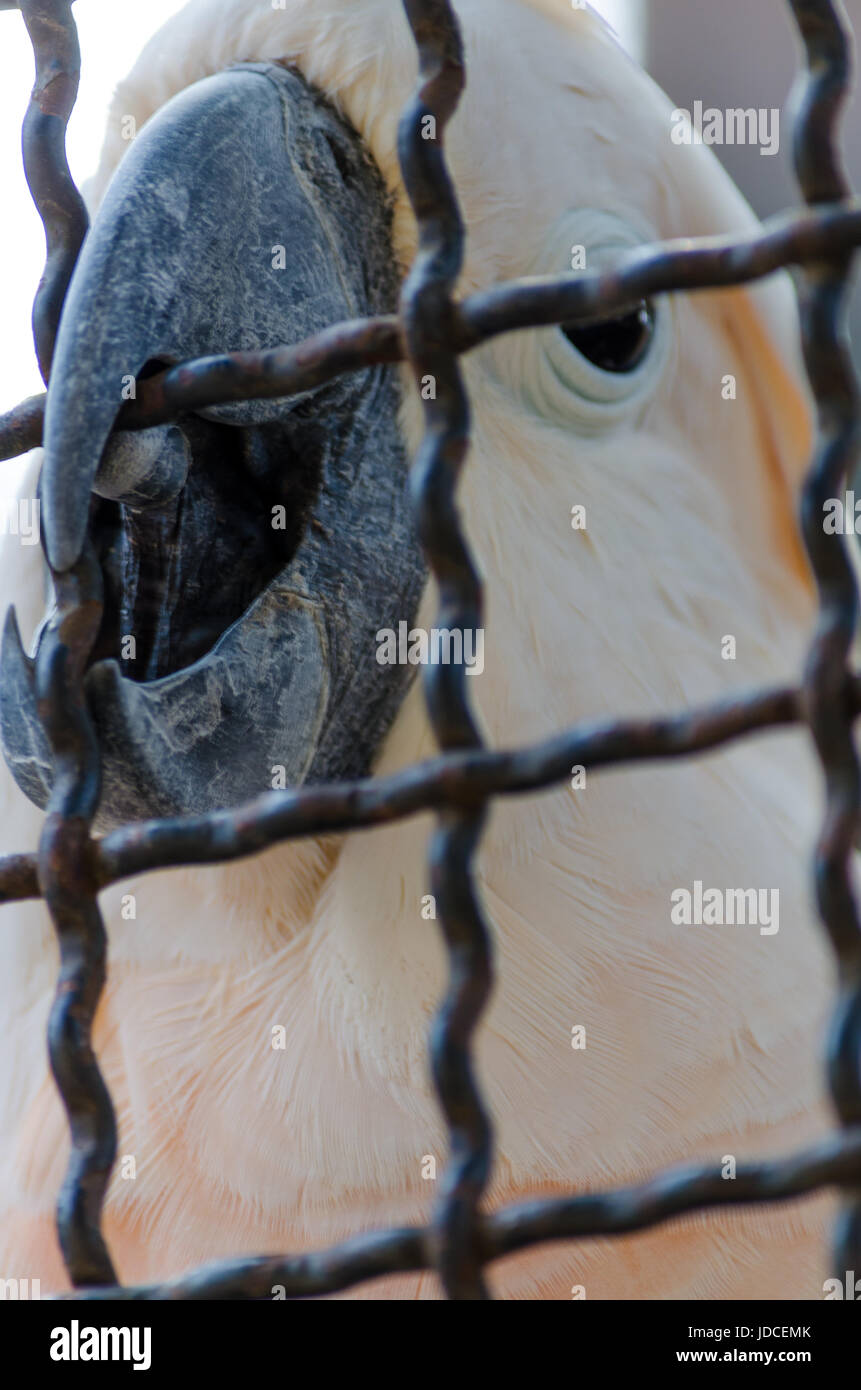 A sad parrot in cage looks for escape Stock Photo - Alamy