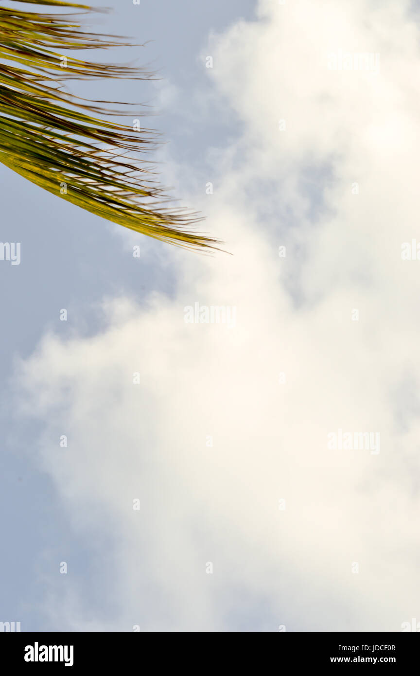 Palm tree branch against blue sky and white cloud on Bamburi beach in ...