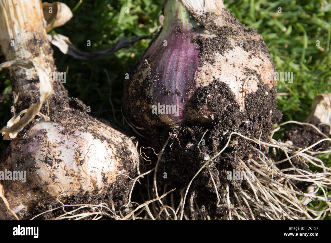 Harvesting home grown garlic hi-res stock photography and images - Alamy