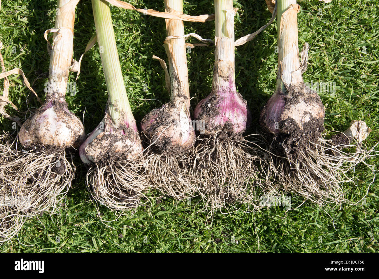 Home-grown garlic, 'Early Purple Wight', an excellent source of vitamin ...