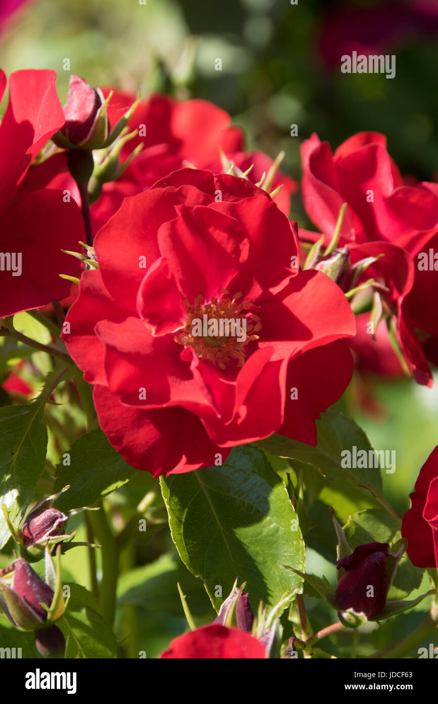 Red "Flower Carpet' bush rose Stock Photo - Alamy