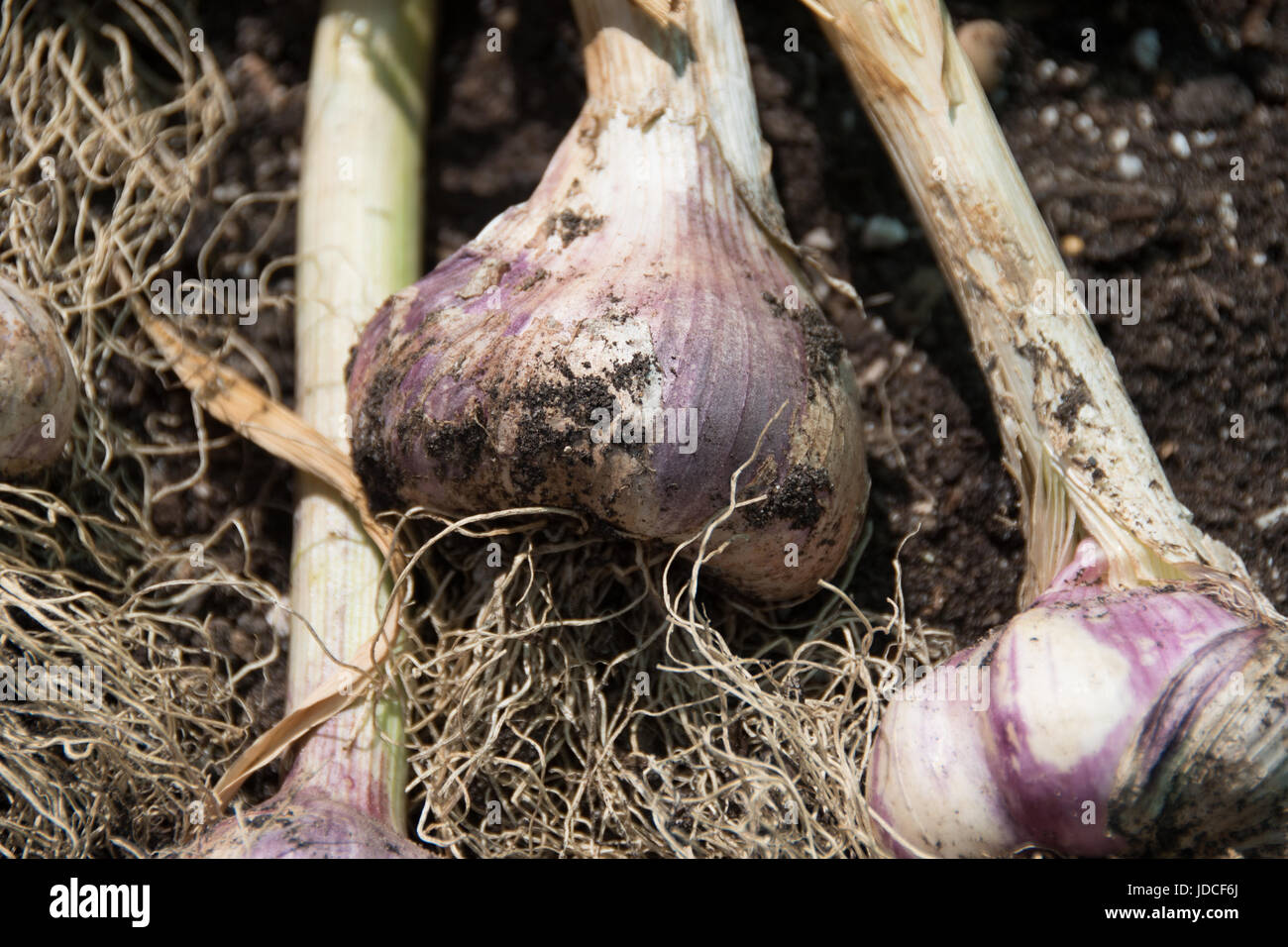 Medium flavour garlic hi-res stock photography and images - Alamy
