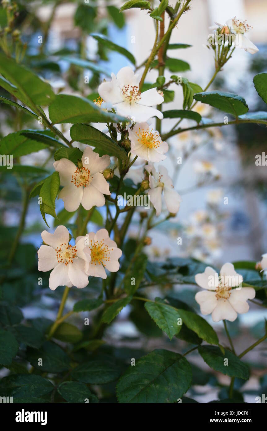 Rosehip branch with flowers with pink petals on a bush with green ...