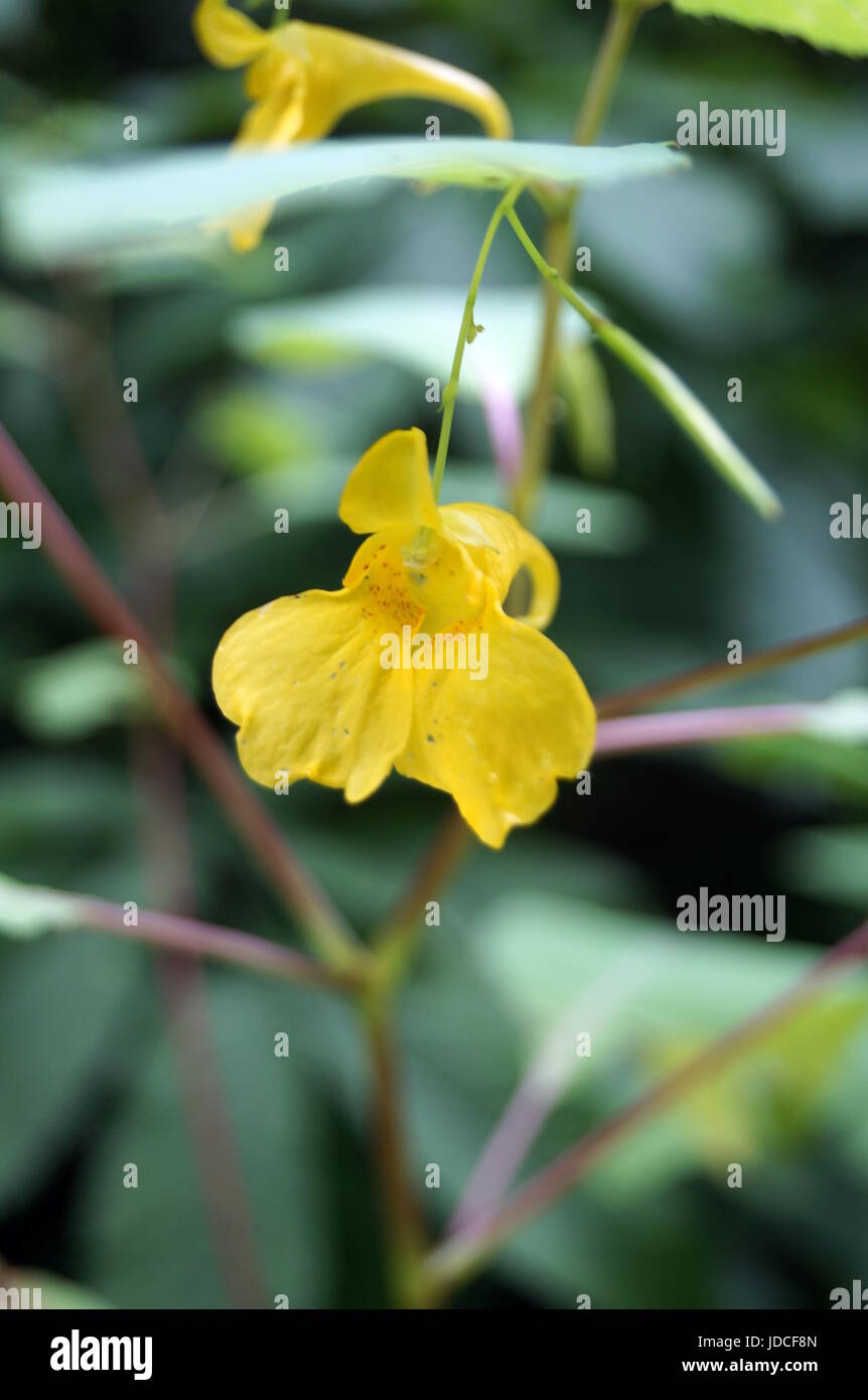 Field plant with unusual yellow flowers and green leaves Stock Photo ...
