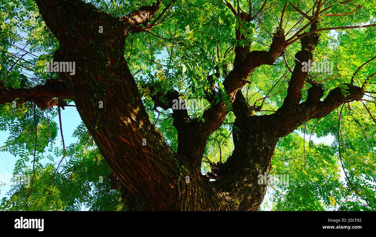 Vivid tree seen from bottom Stock Photo - Alamy