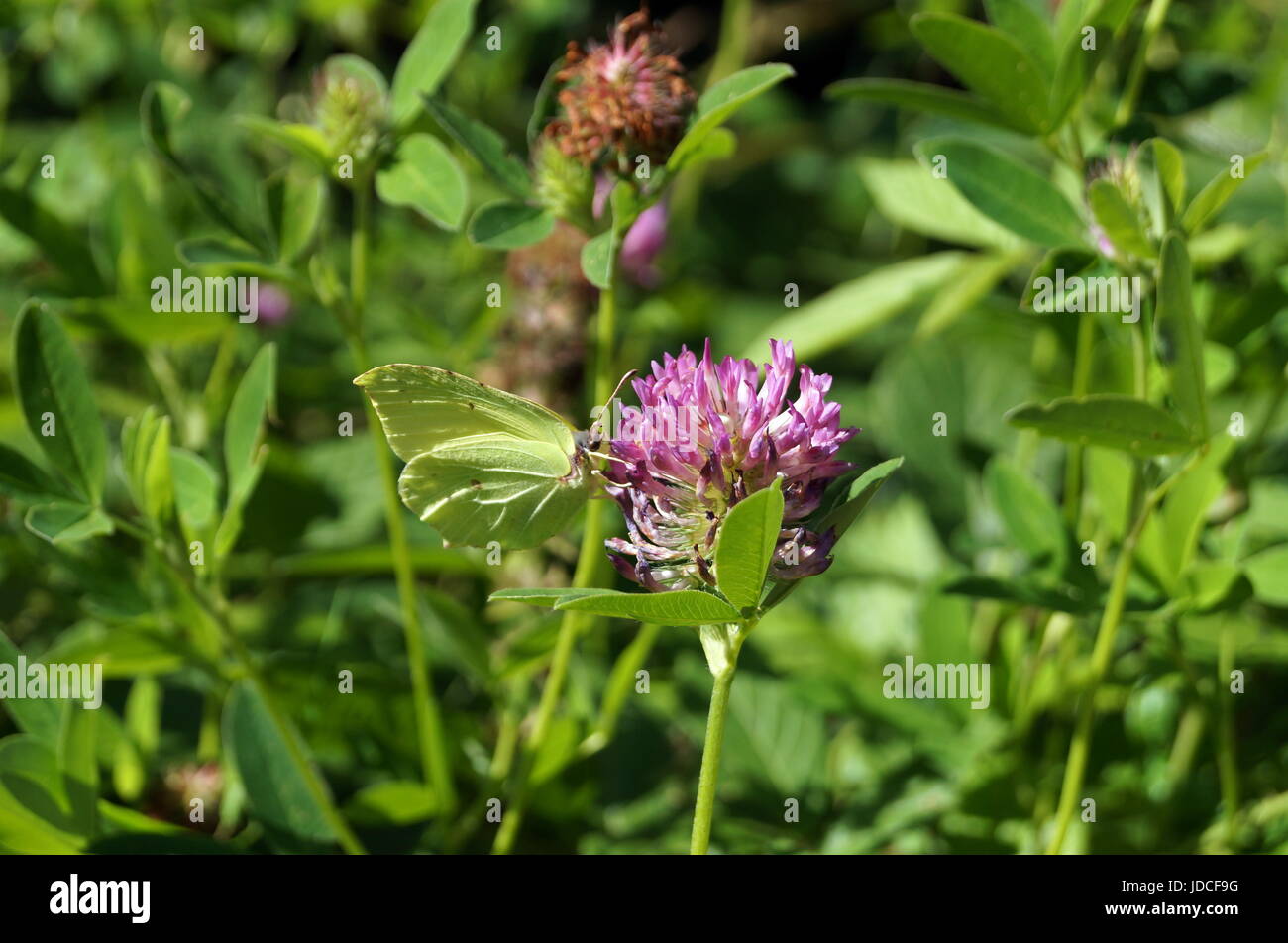 Violet clover flower with butterfly on a clearing with green grass ...