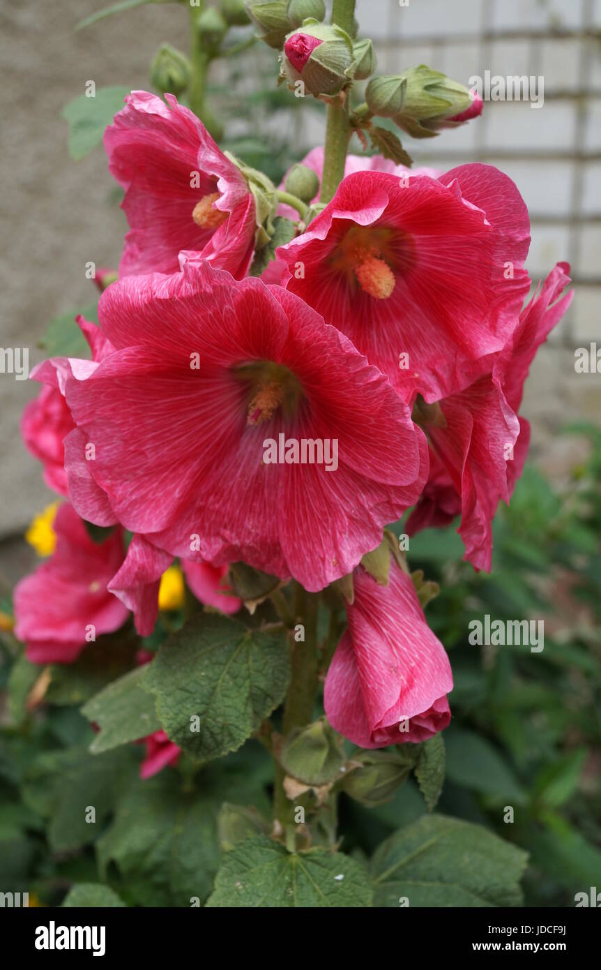 Malva with red flowers and a yellow center on a branch with green ...
