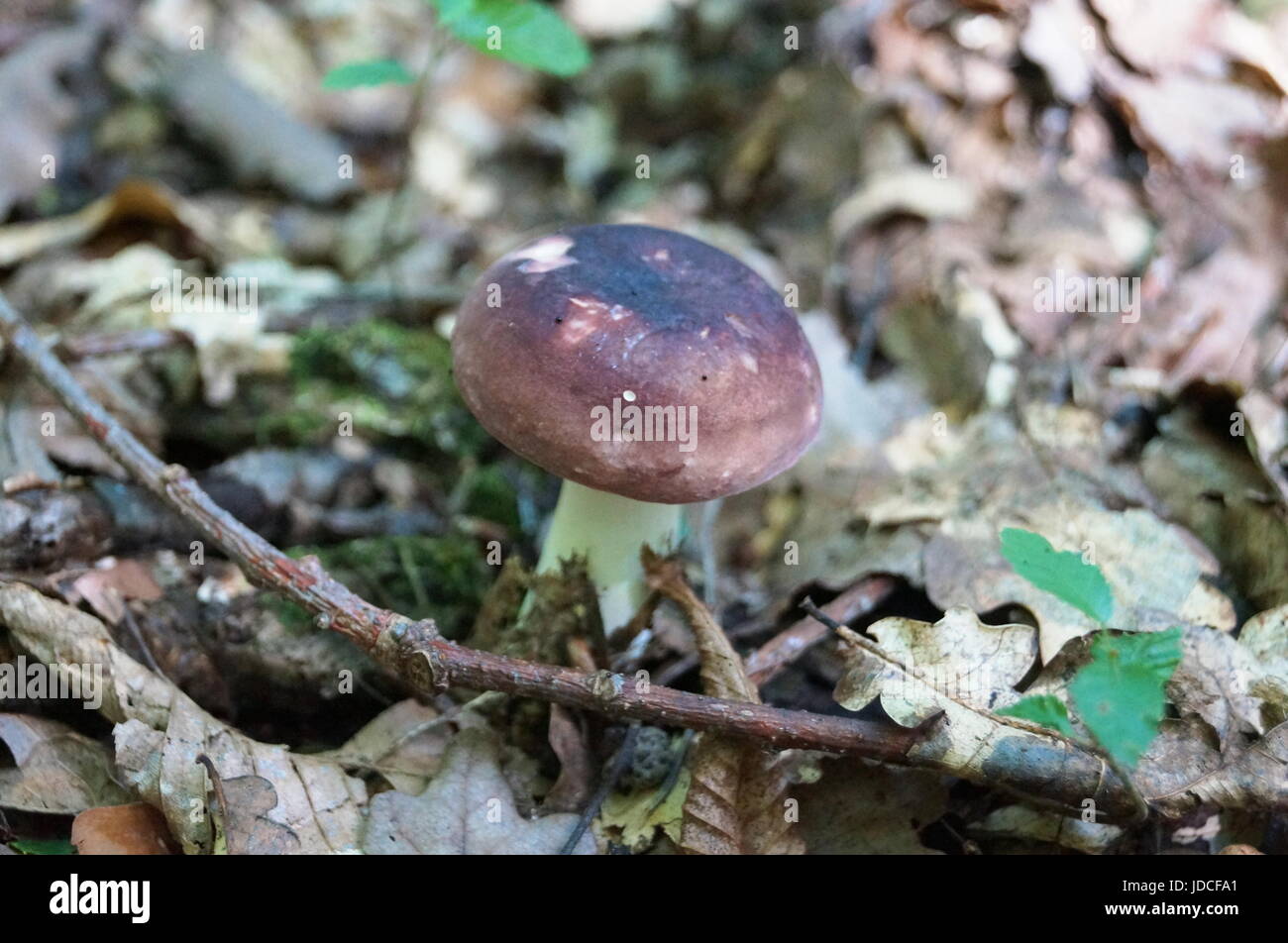 Mushroom Russula with a white leg and a purple hat grows in the forest ...