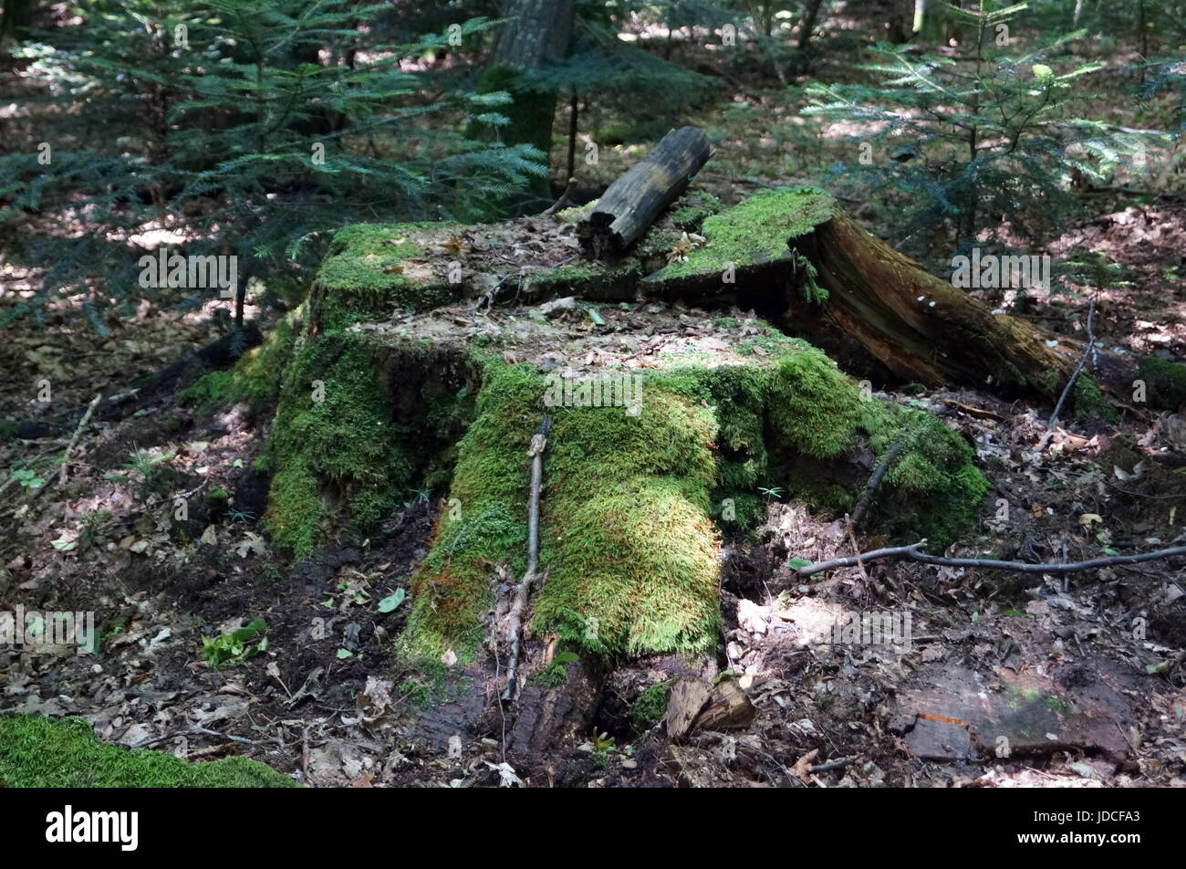 Old stump covered with moss in the forest Stock Photo - Alamy