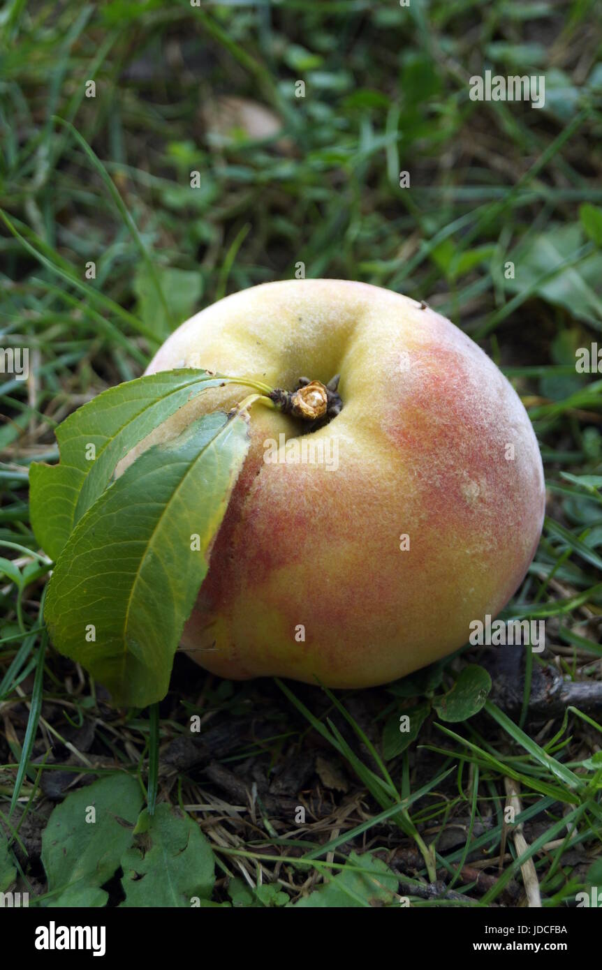 Ripe juicy peaches with a yellow-pink skin lie on the green grass on a ...