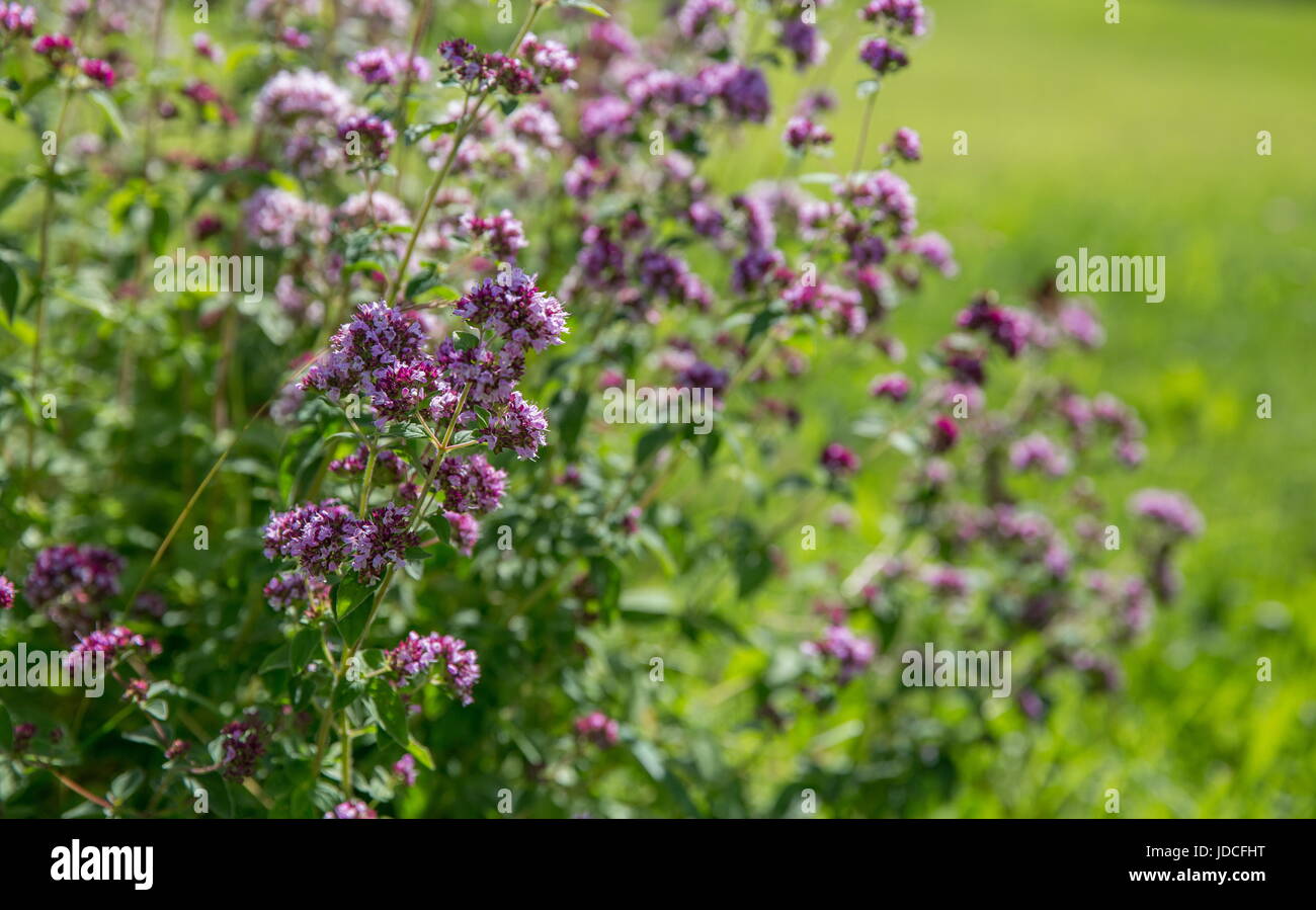 Purple flowers of origanum vulgare or common oregano, wild marjoram ...