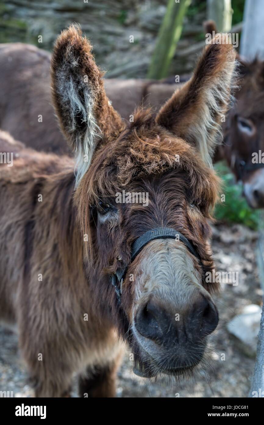 Donkey portrait on the farm Stock Photo - Alamy