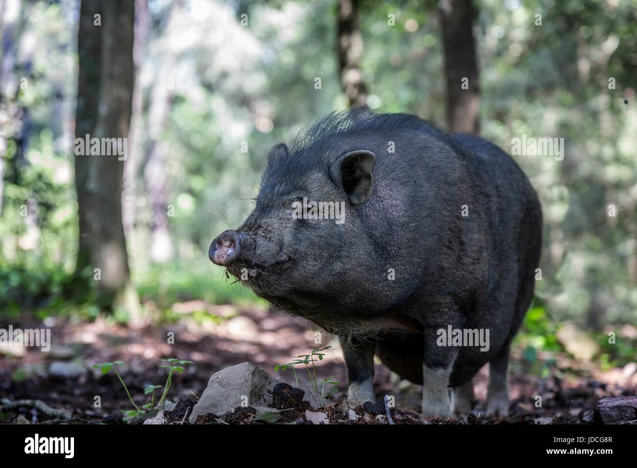 Vietnamese Pot bellied Pig portrait Stock Photo - Alamy