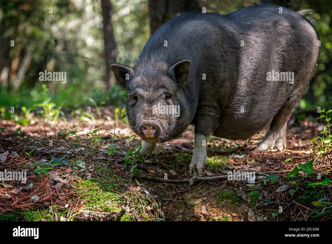Vietnamese Pot bellied Pig portrait Stock Photo - Alamy