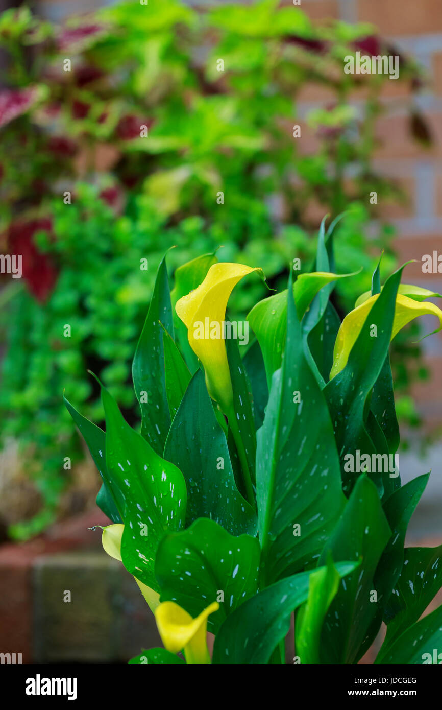 yellow calla flowers field yellow calla flower Stock Photo - Alamy
