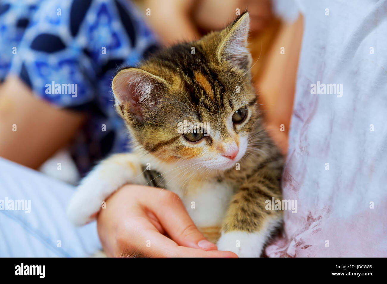 smiling little girl with kitten in her arms Stock Photo - Alamy