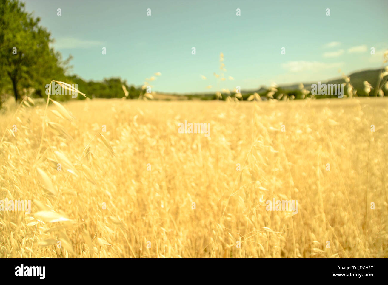 Leaf hay hi-res stock photography and images - Alamy