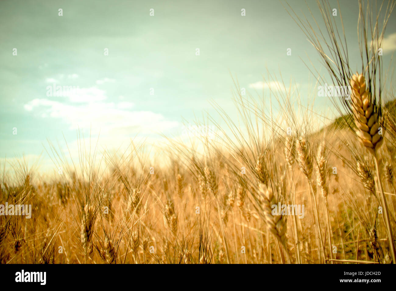 Sunshine wheat hi-res stock photography and images - Alamy