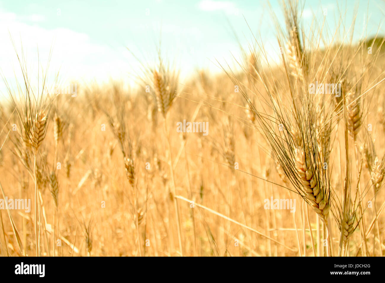 Wheat field closeup Stock Photo - Alamy