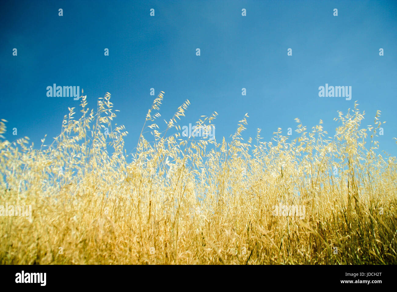 Harvesting by animals hi-res stock photography and images - Alamy