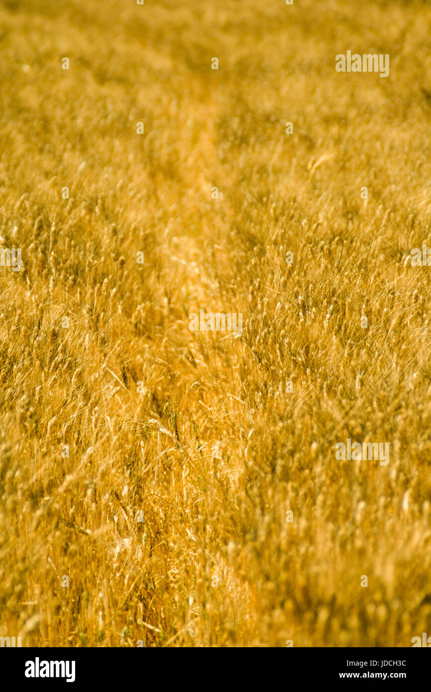 Little wheat grass hi-res stock photography and images - Alamy