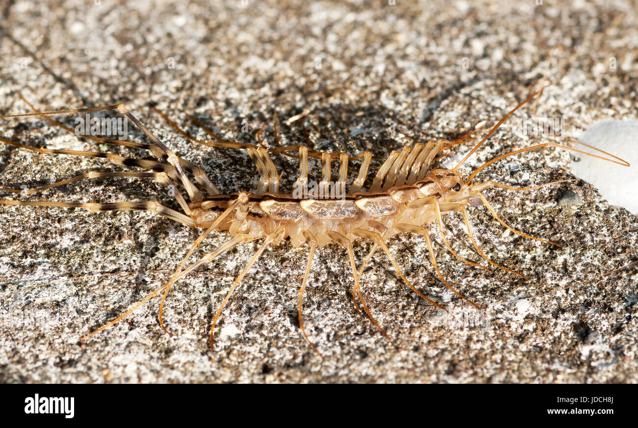 Macro centipede hi-res stock photography and images - Alamy