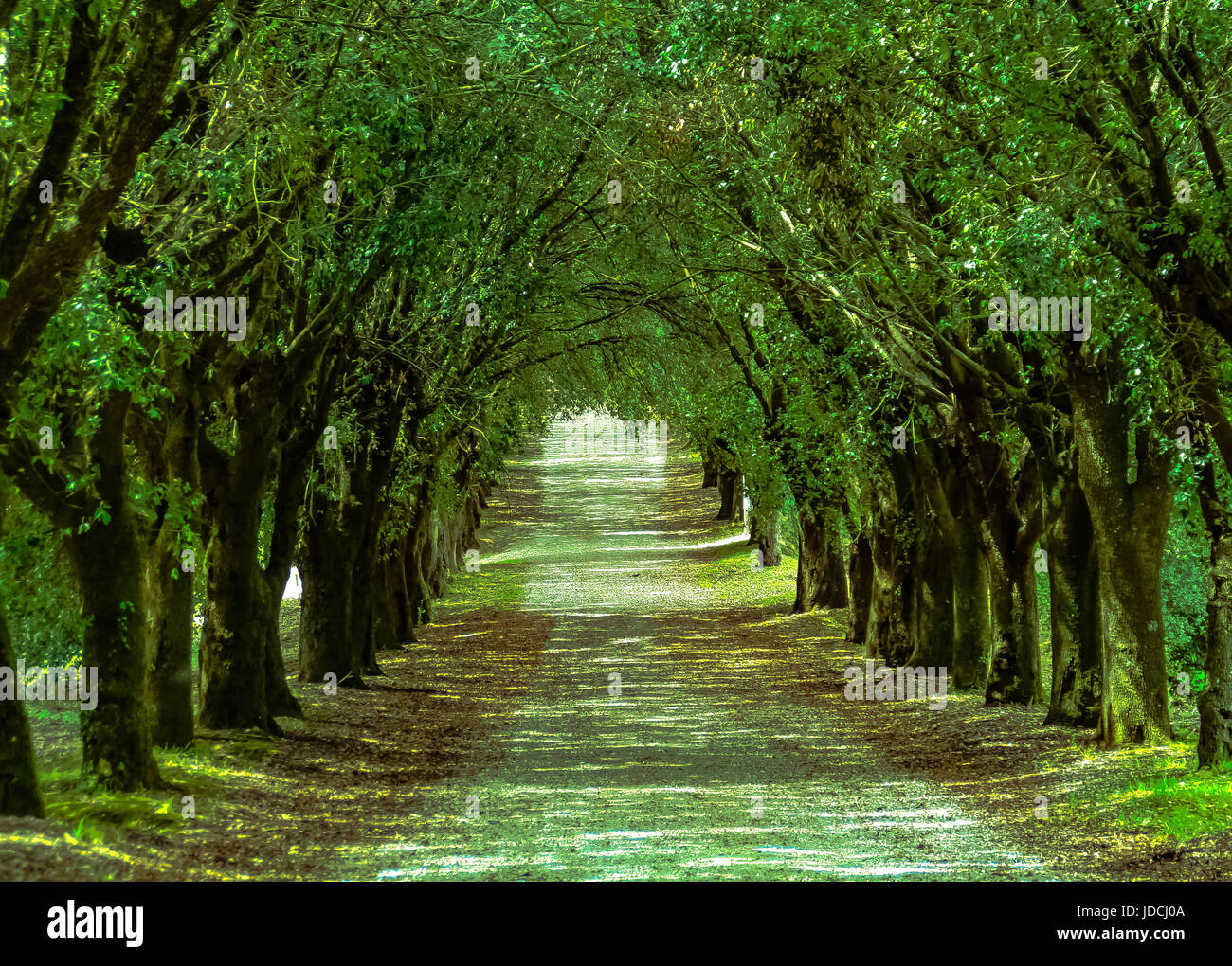 Tree covering pathway hi-res stock photography and images - Alamy