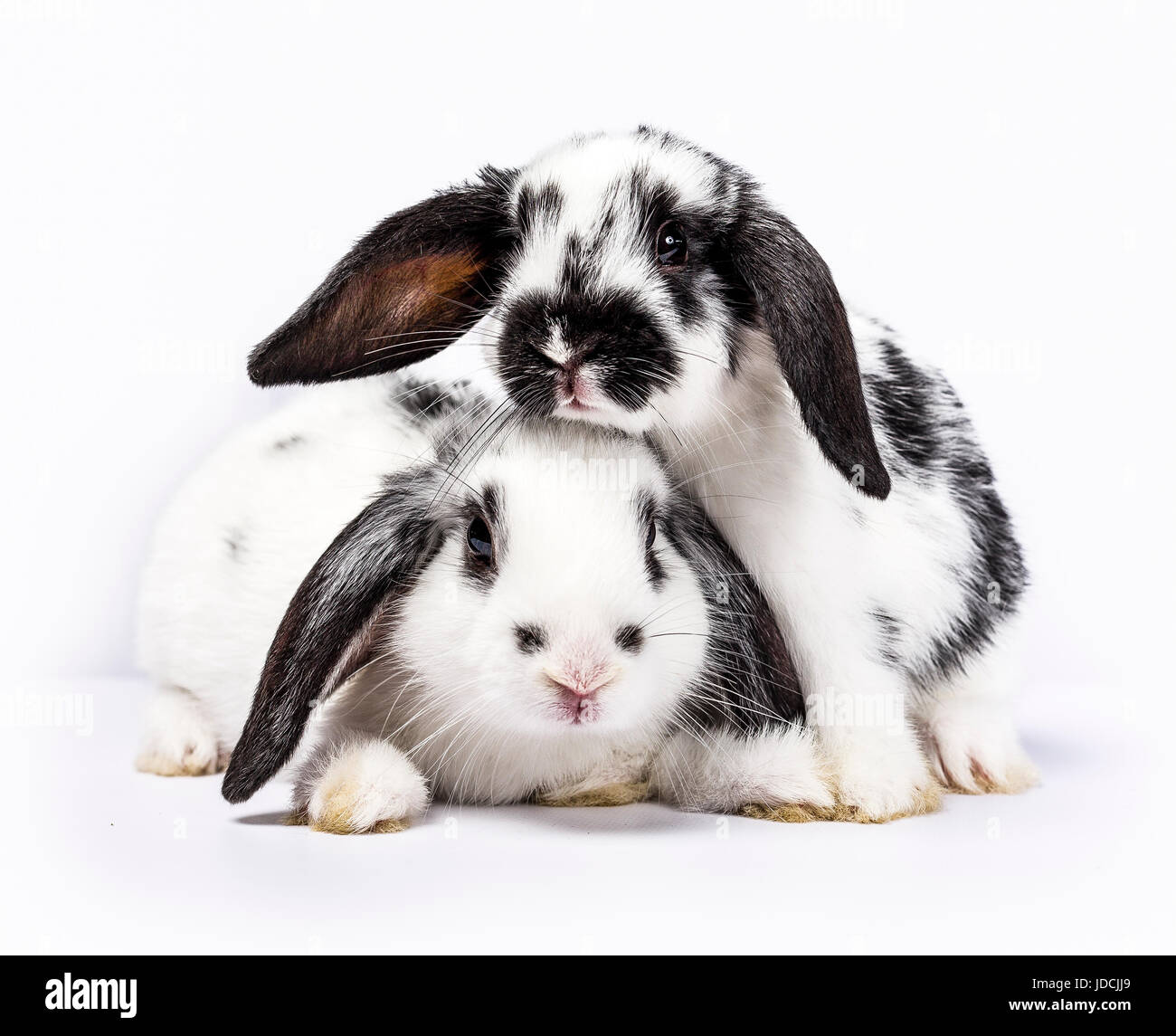 Cute White Baby Rabbits