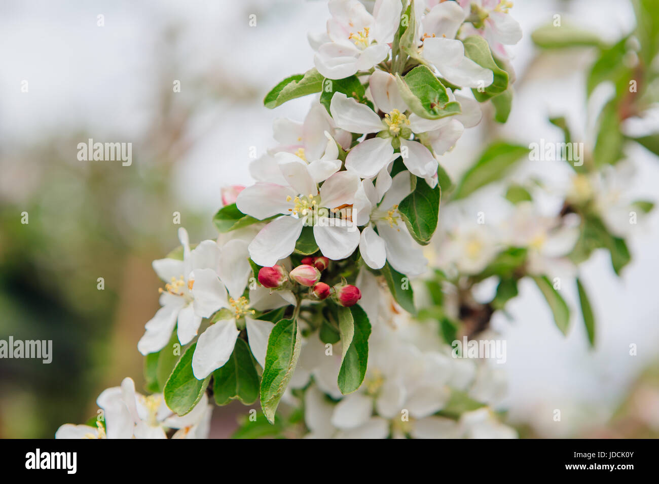 Blooming apple tree Stock Photo - Alamy