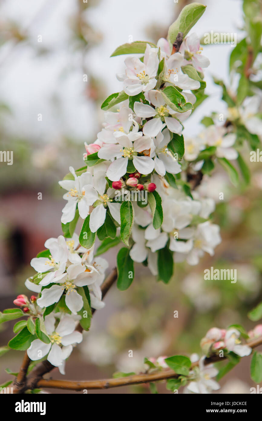 Blooming apple tree Stock Photo - Alamy