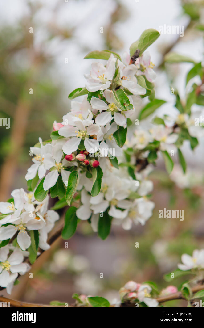 Blooming apple tree Stock Photo - Alamy