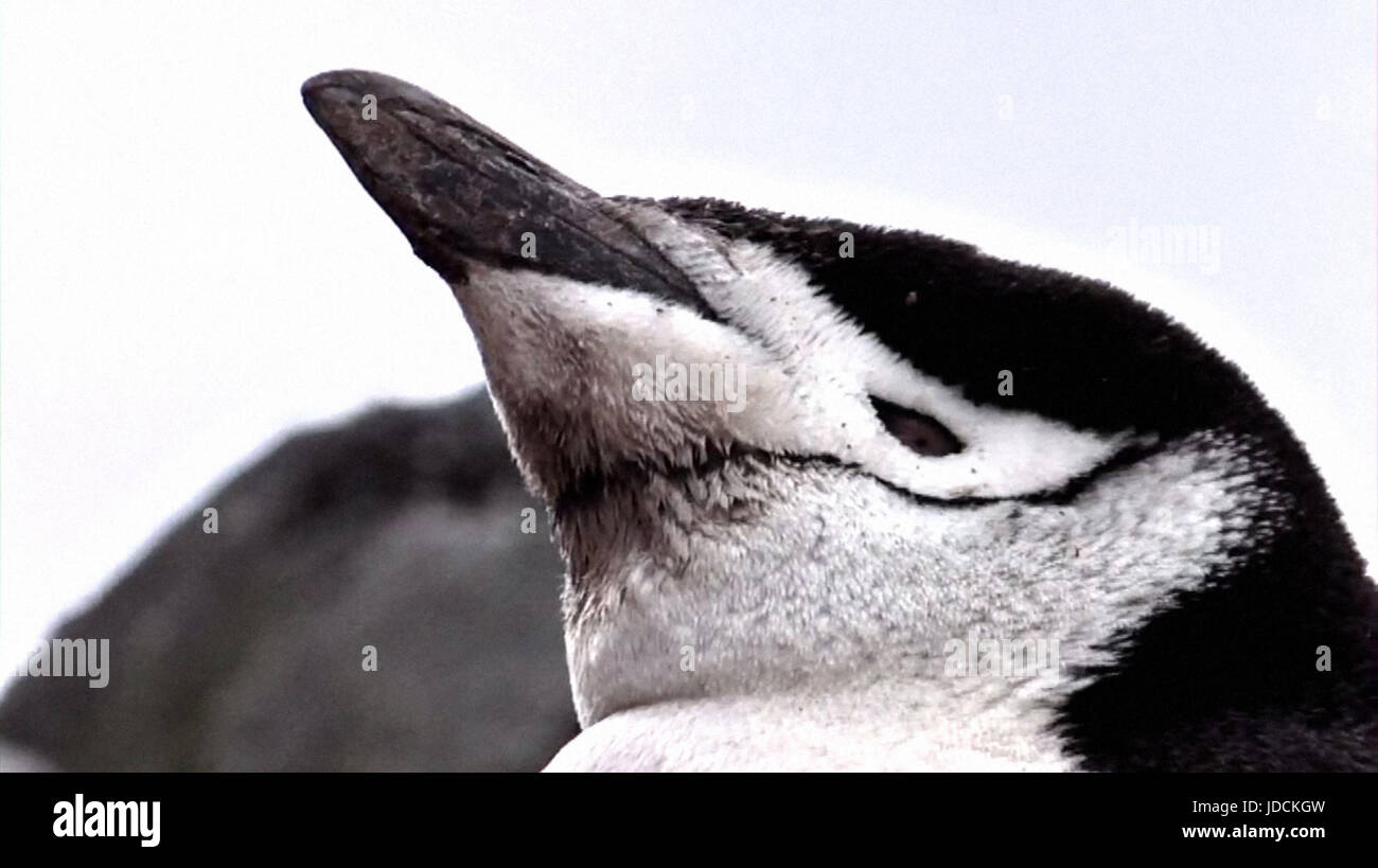 THE PENGUIN COUNTERS, 2017. ©First Run features/courtesy Everett ...