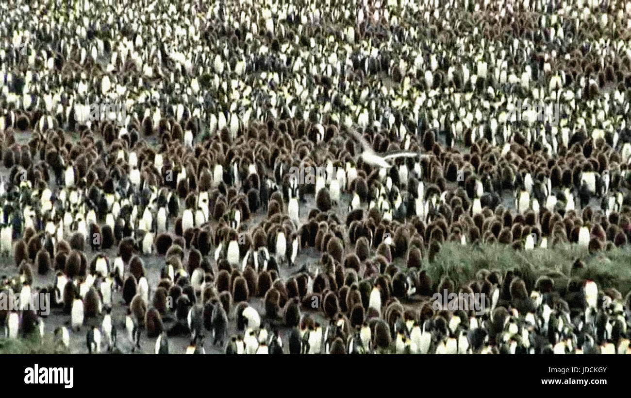 THE PENGUIN COUNTERS, 2017. ©First Run features/courtesy Everett ...