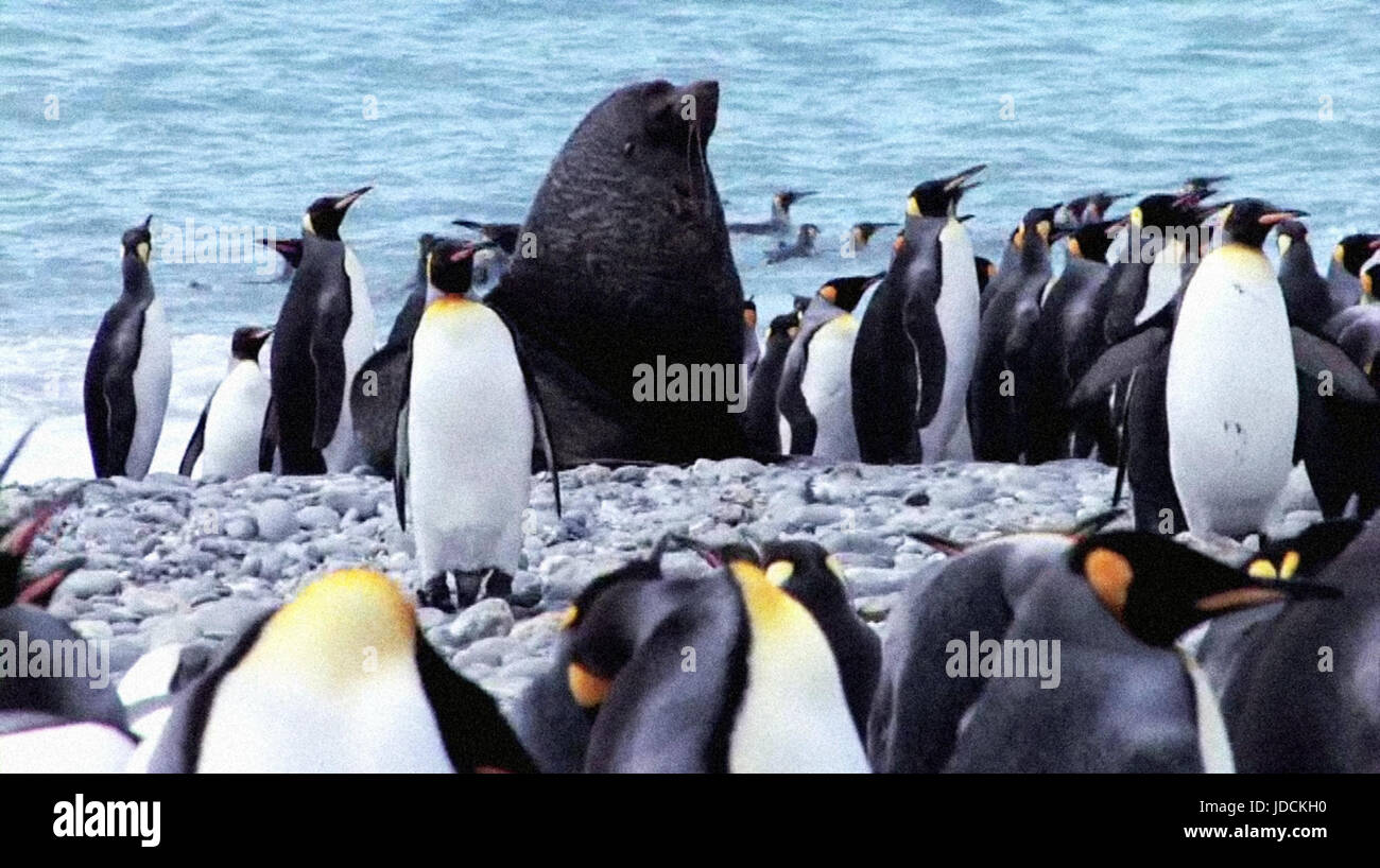 THE PENGUIN COUNTERS, 2017. ©First Run features/courtesy Everett ...