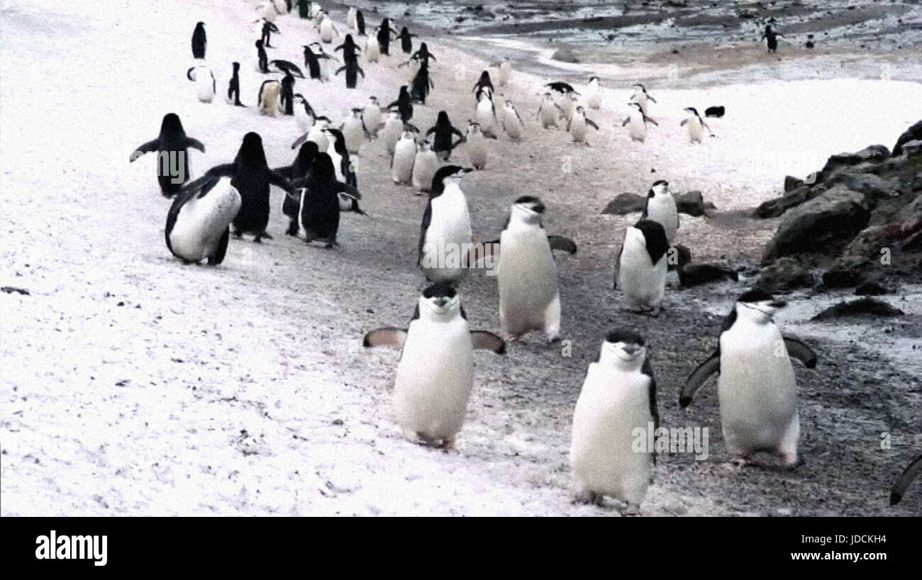 THE PENGUIN COUNTERS, 2017. ©First Run features/courtesy Everett ...